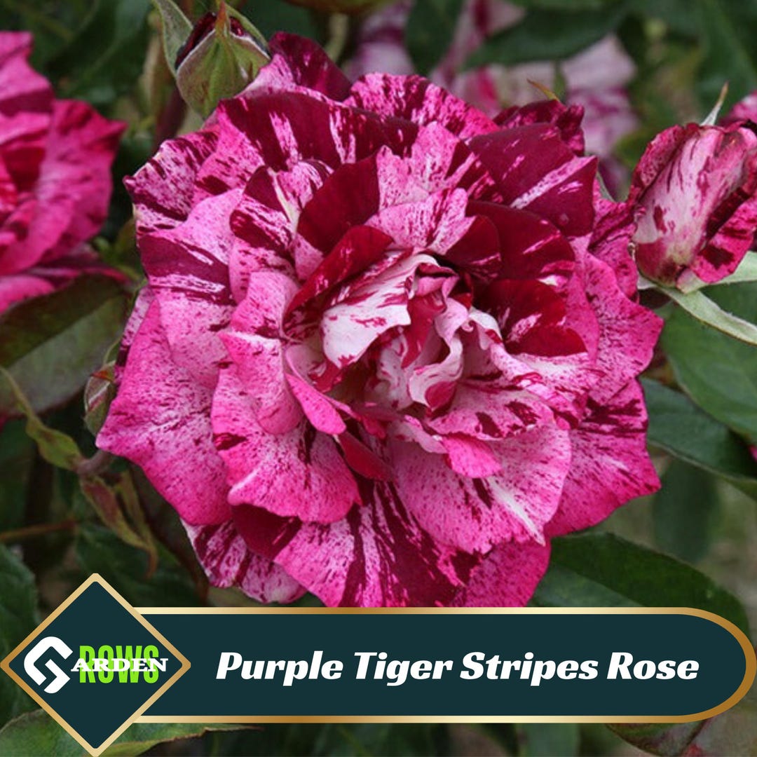 Purple Tiger Stripes Rose Seeds- Perennial - Cross-pollinating - Cold ...