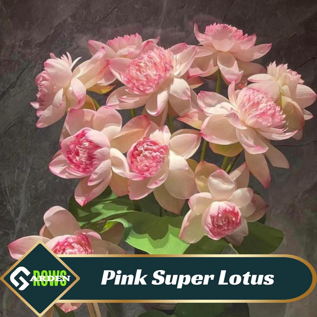 5+ Rare Seeds| Pink Single Reflection Lotus Seeds - Indian Lotus ...