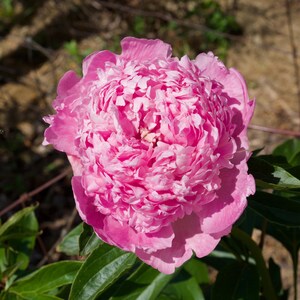 Edulis Superba Peony Seeds - Showy Blooms, Fragrant, Long-lived ...
