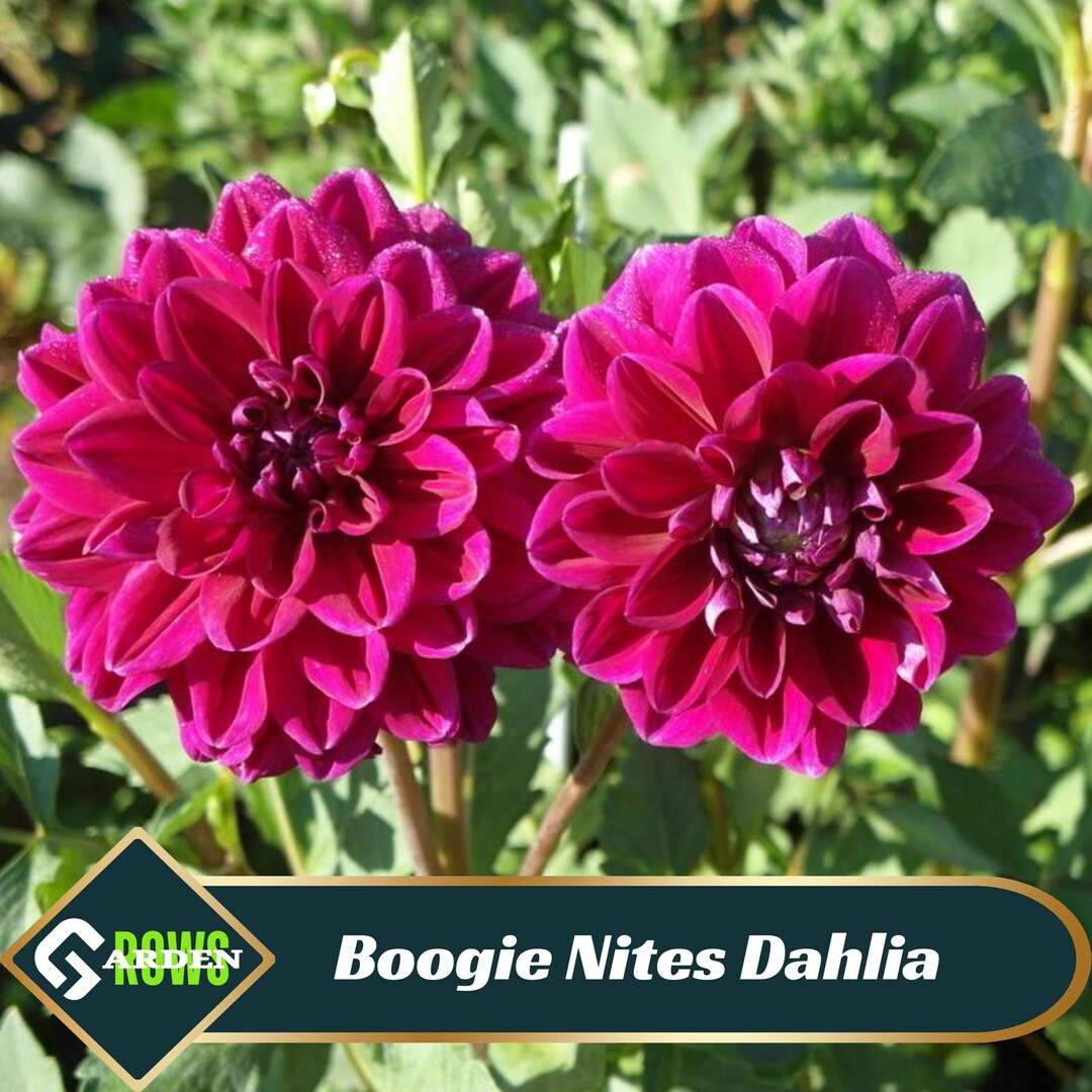 Boogie Nites Dahlia Seeds - Perennial -fast Growing - Open-pollinating ...