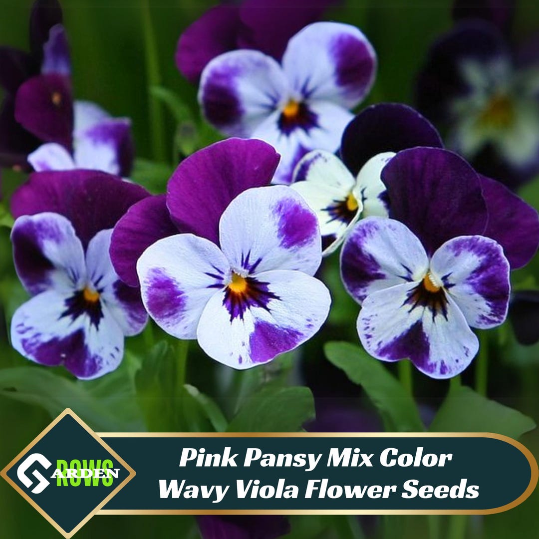 Pink Pansy Mix Color Wavy Viola Flower Seeds - Cold Resistant - Self ...