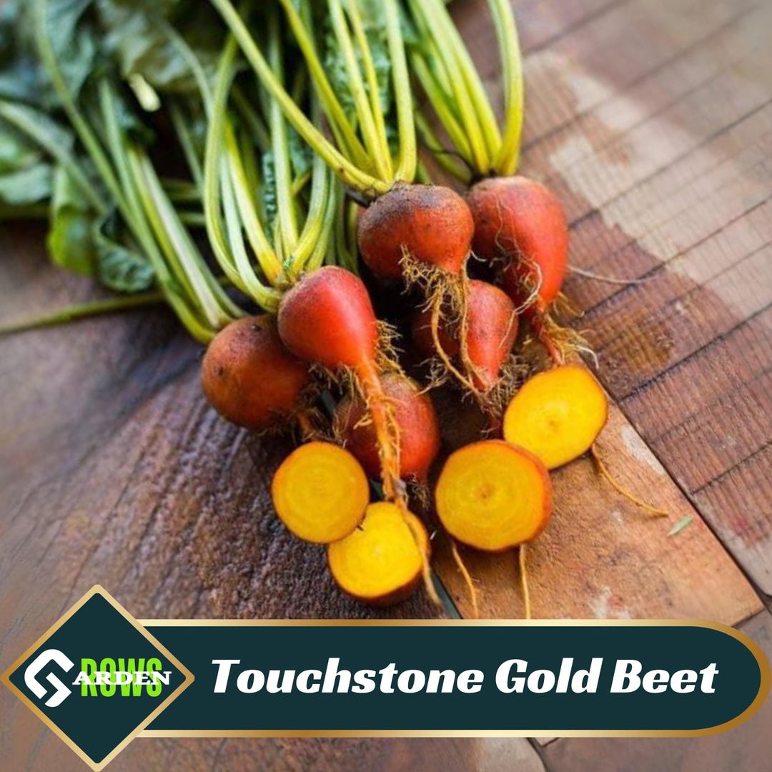 Touchstone Gold Beet Seeds - Biennial - Cold Resistant - Sweet Flavor ...