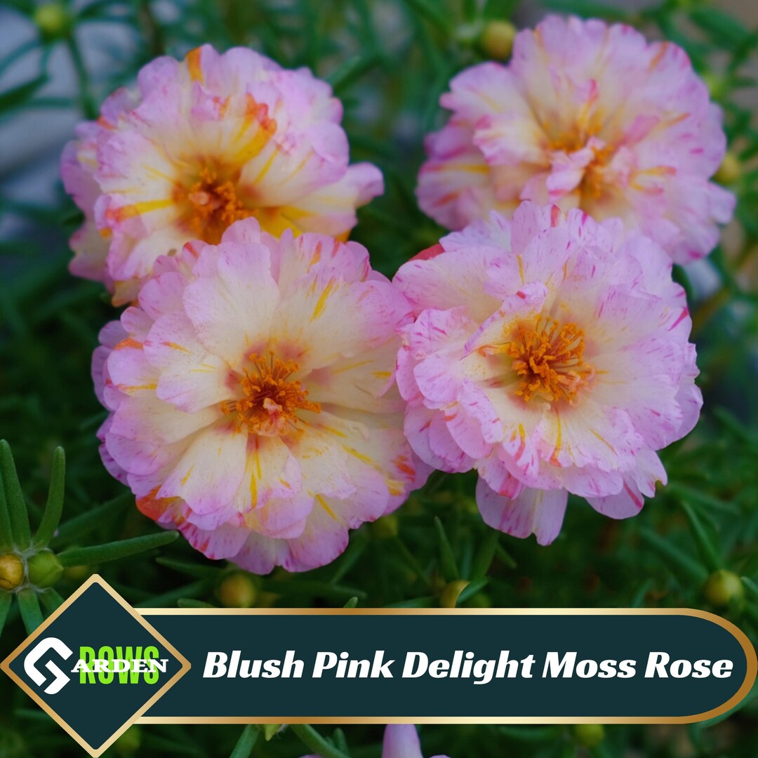 Blush Pink Delight Moss Rose Seeds -low Maintenance - Attracts ...