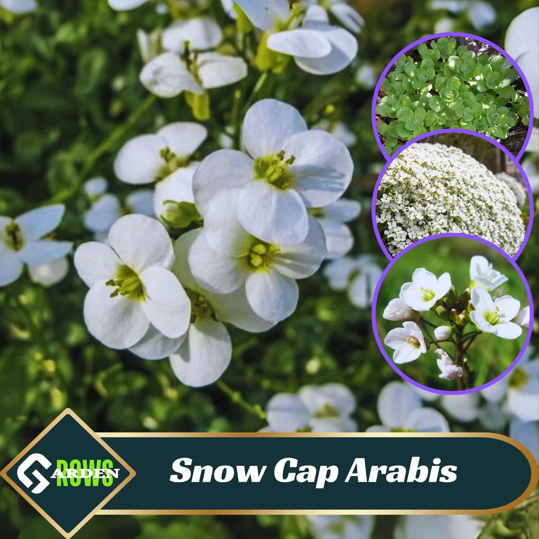 Snow Cap Arabis Seeds - Showy Blooms - Ground Cover - Early Flowering ...