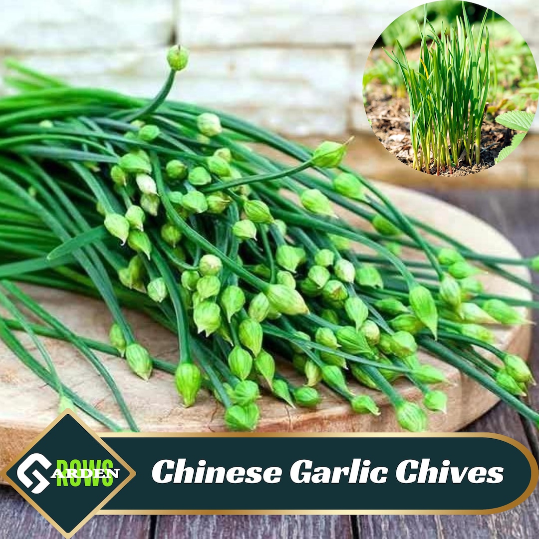 Chinese Garlic Chives Seeds - Perennial - Edible - Fast Growing - Cold ...