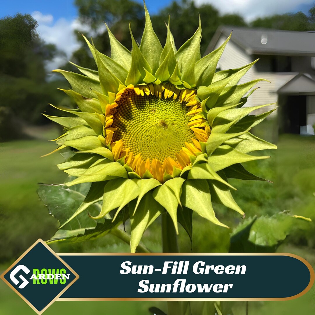 Sun-fill Green Sunflower Seeds - Fast Growing - Attracts Pollinators ...