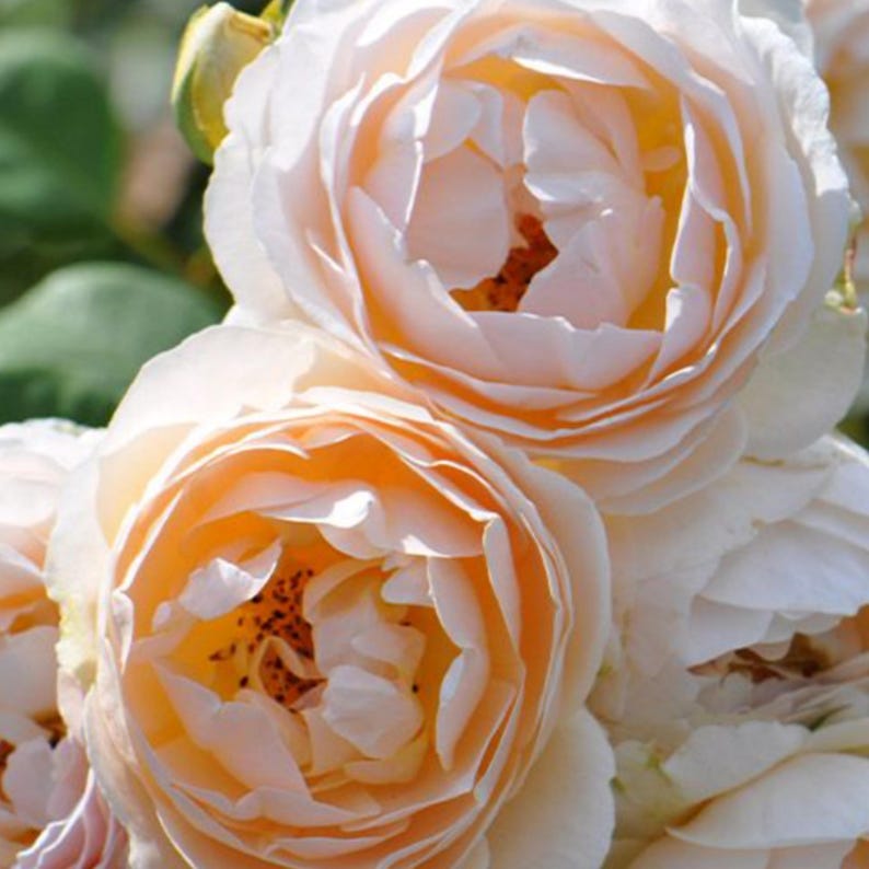 Judge the Obscure Rose Seeds - Perennial - Cross-pollinating - Cold ...