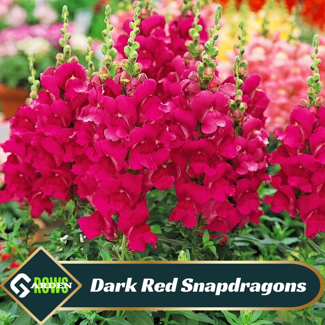 Dark Red Snapdragons Seeds - Cold Resistant - Potted - Attracts ...