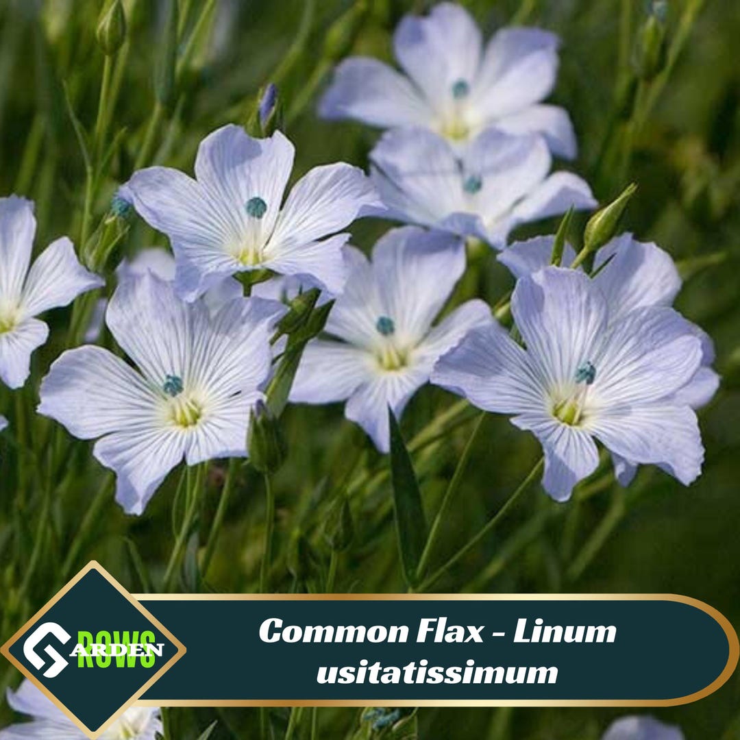 Common Flax 'linum Usitatissimum' Seeds - Edible Seeds - Fiber ...