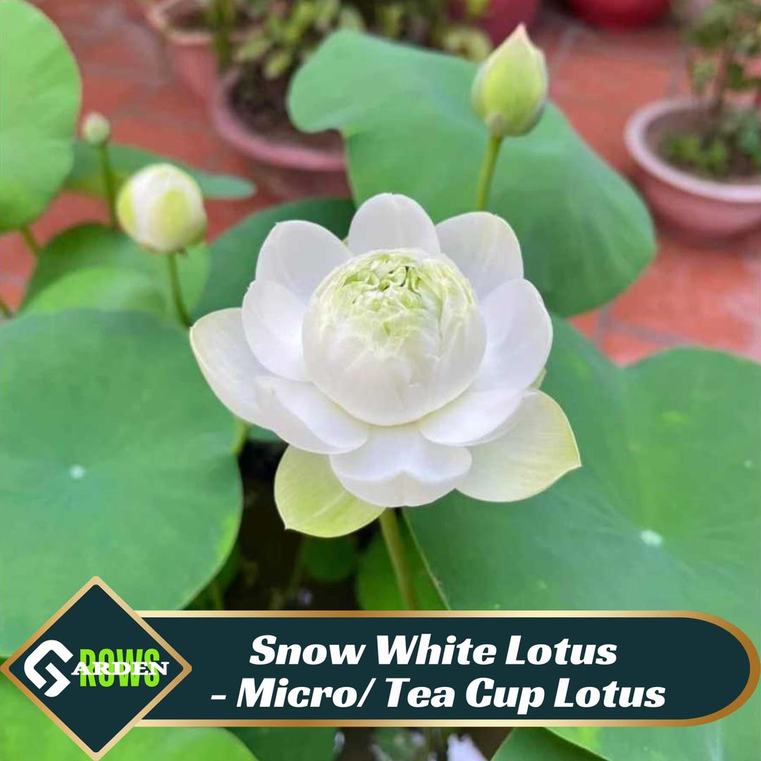 5+ Rare Seeds| Snow White Lotus Seeds- Micro/ Tea Cup Lotus - Indian ...