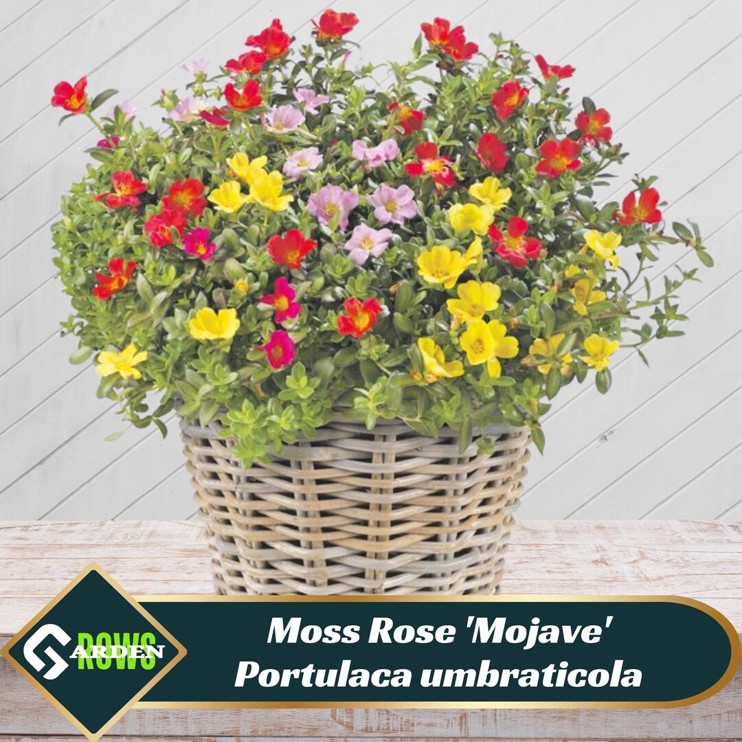 Moss Rose 'mojave' Portulaca Umbraticola Seeds - Low Maintenance ...