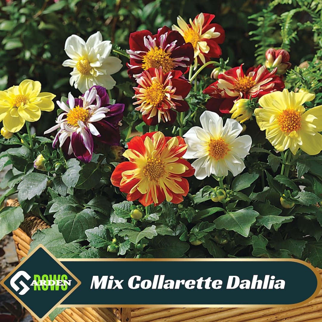 Mix Collarette Dahlia Seeds - Perennial -fast Growing- Open-pollinating ...