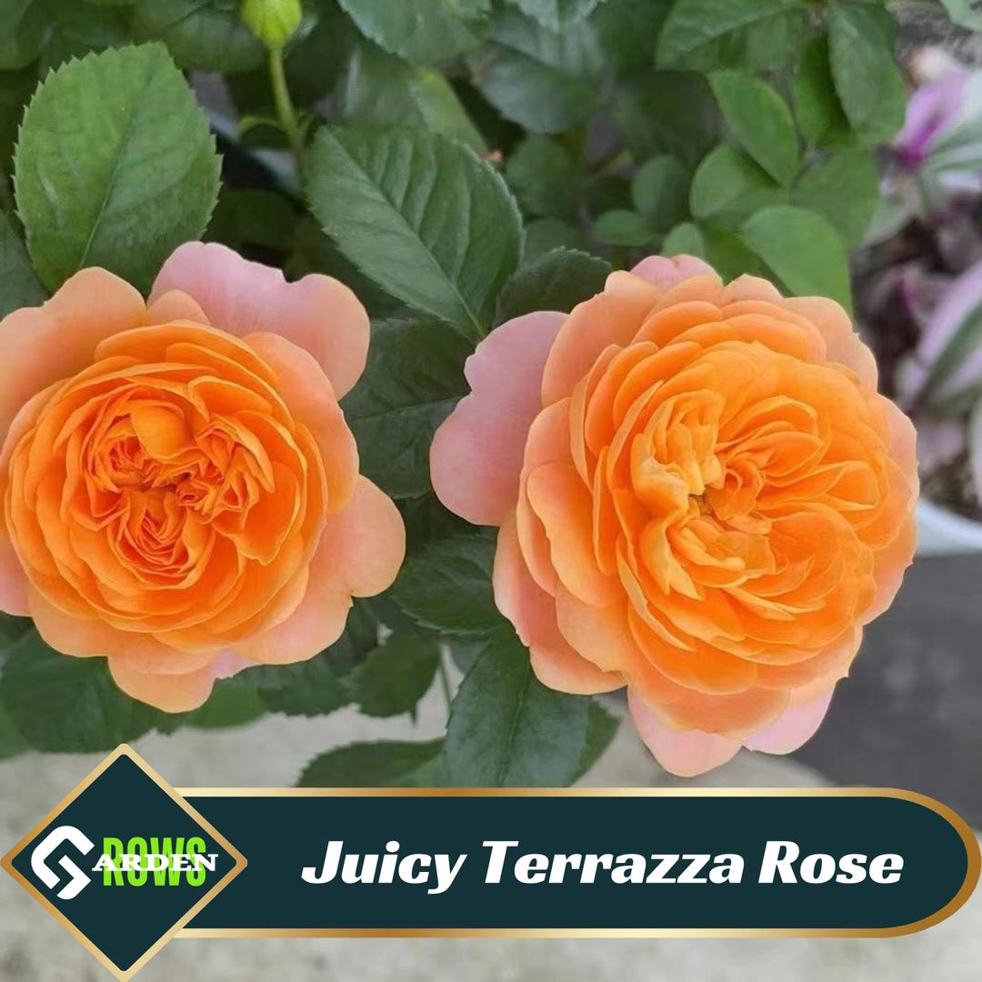 Juicy Terrazza Rose Seeds - Perennial - Cross-pollinating - Cold ...