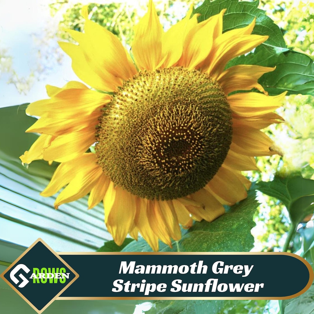 Mammoth Grey Stripe Sunflower Seeds - Bi-colored Petals -attracts ...