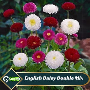 English Daisy Double Mix Seeds- Cold Resistant - Open-pollinating -air ...