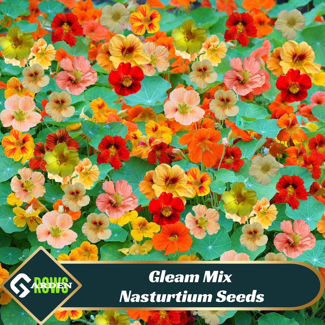 Gleam Mix Nasturtium Seeds - Fast Growing - Flowering -open-pollinating ...