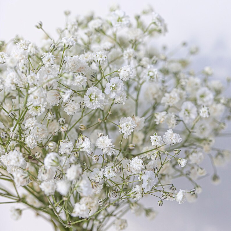 White Creeping Baby's Breath-gypsophila Repens Seeds - Perennial ...