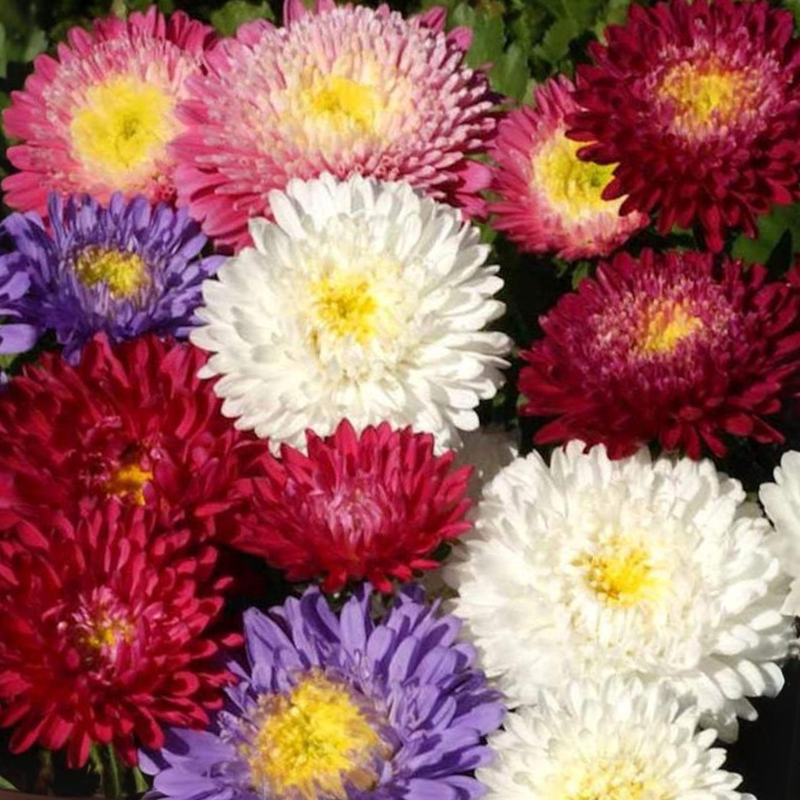 Powderpuff Mix - Aster Seeds - Showy Blooms - Soft Yellow Flowers ...