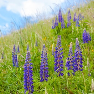 Lupinus Latifolius (broadleaf Lupine) Seeds - Fast Growing,drought ...