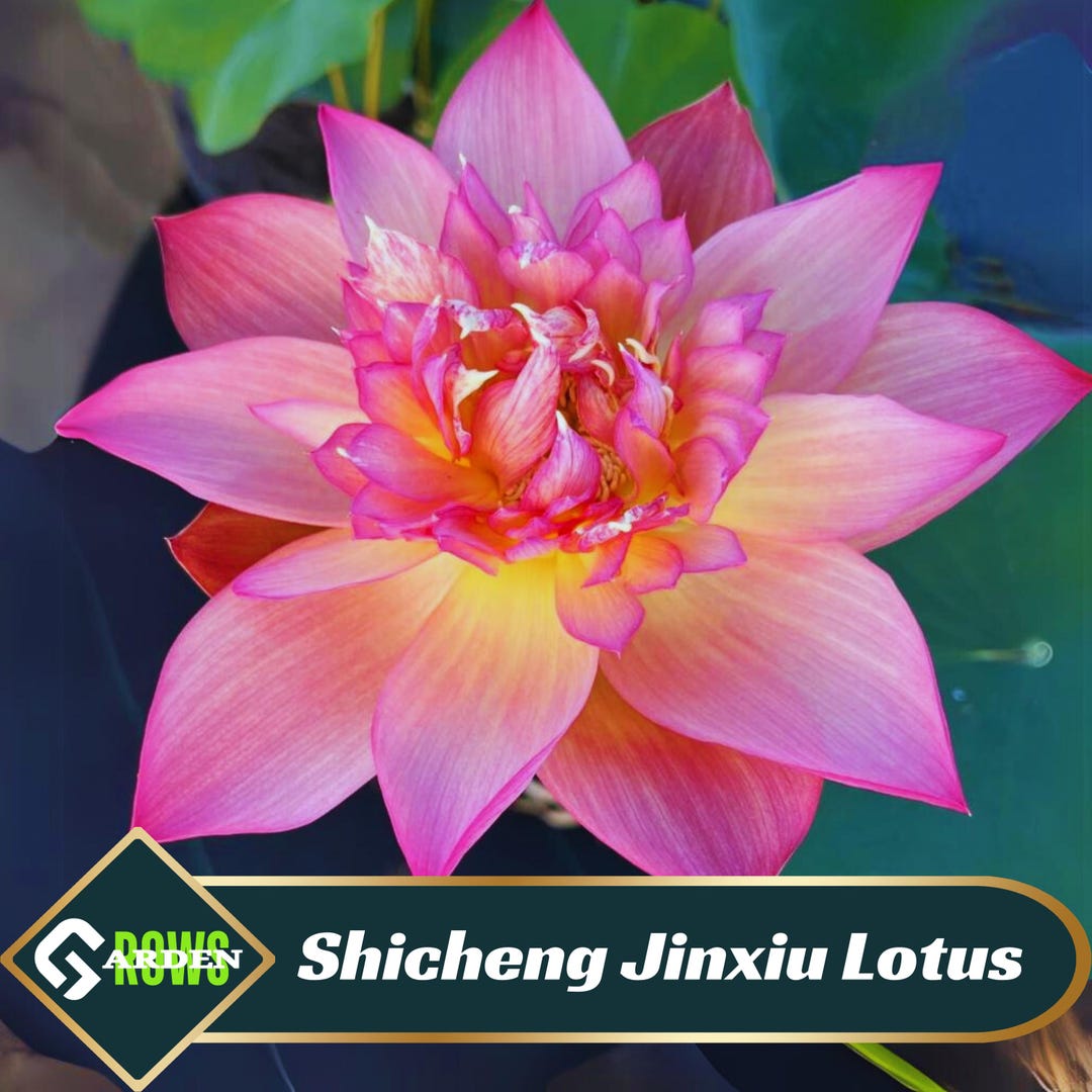 Shicheng Jinxiu Lotus Seeds - Nelumbo Nucifera - Rare Indian Dwarf ...