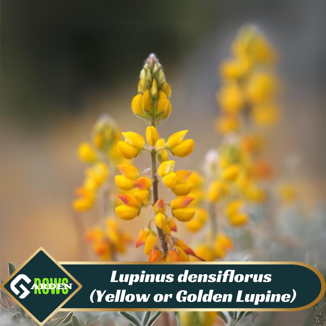 Lupinus Densiflorus (yellow or Golden Lupine) Seeds - Attracts ...