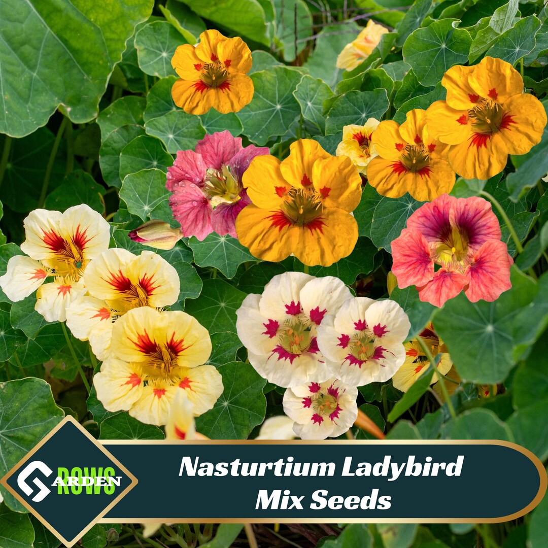 Nasturtium Ladybird Mix Seeds - Fast Growing - Flowering -open ...