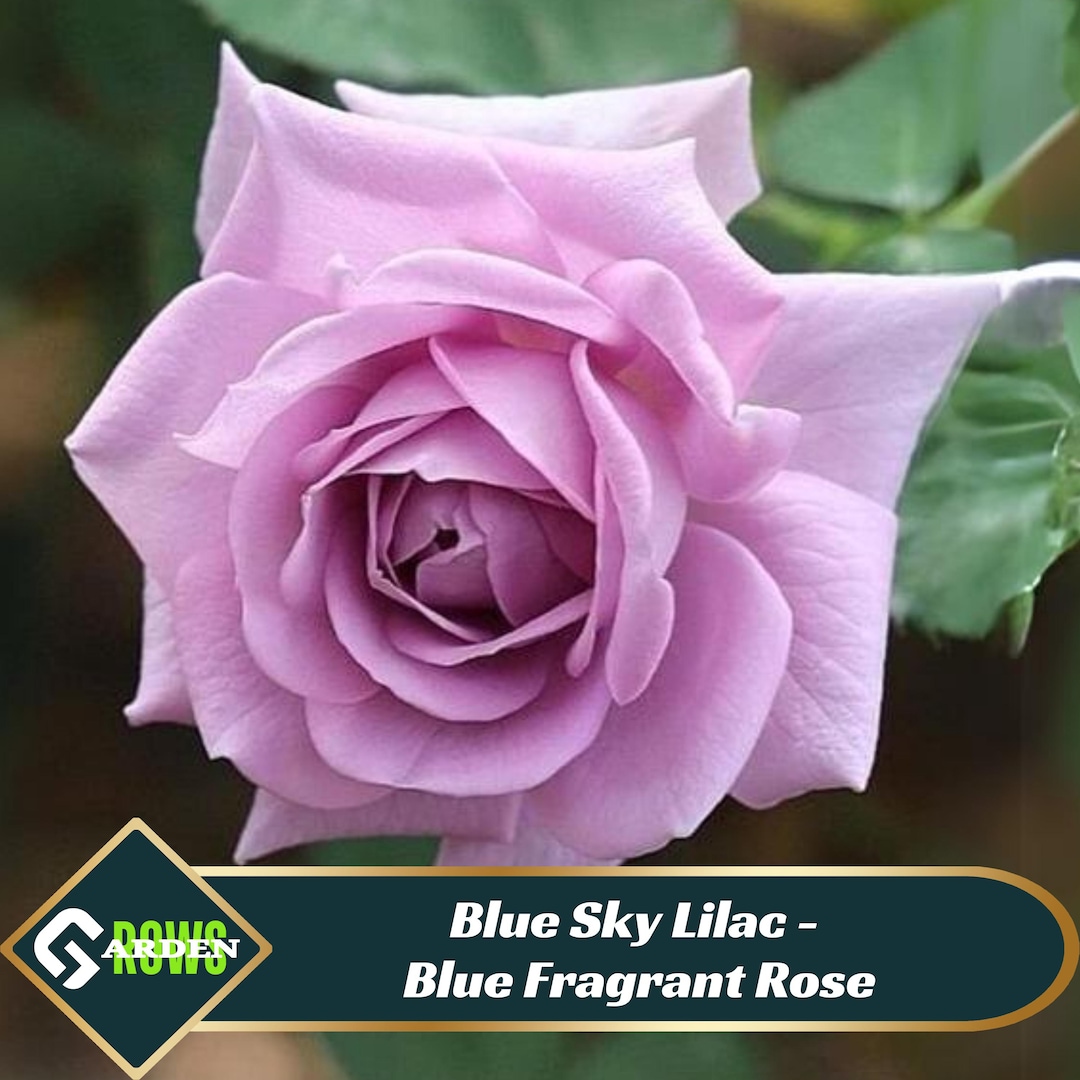 Blue Sky Lilac - Blue Fragrant Rose - Perennial - Cross-pollinating ...