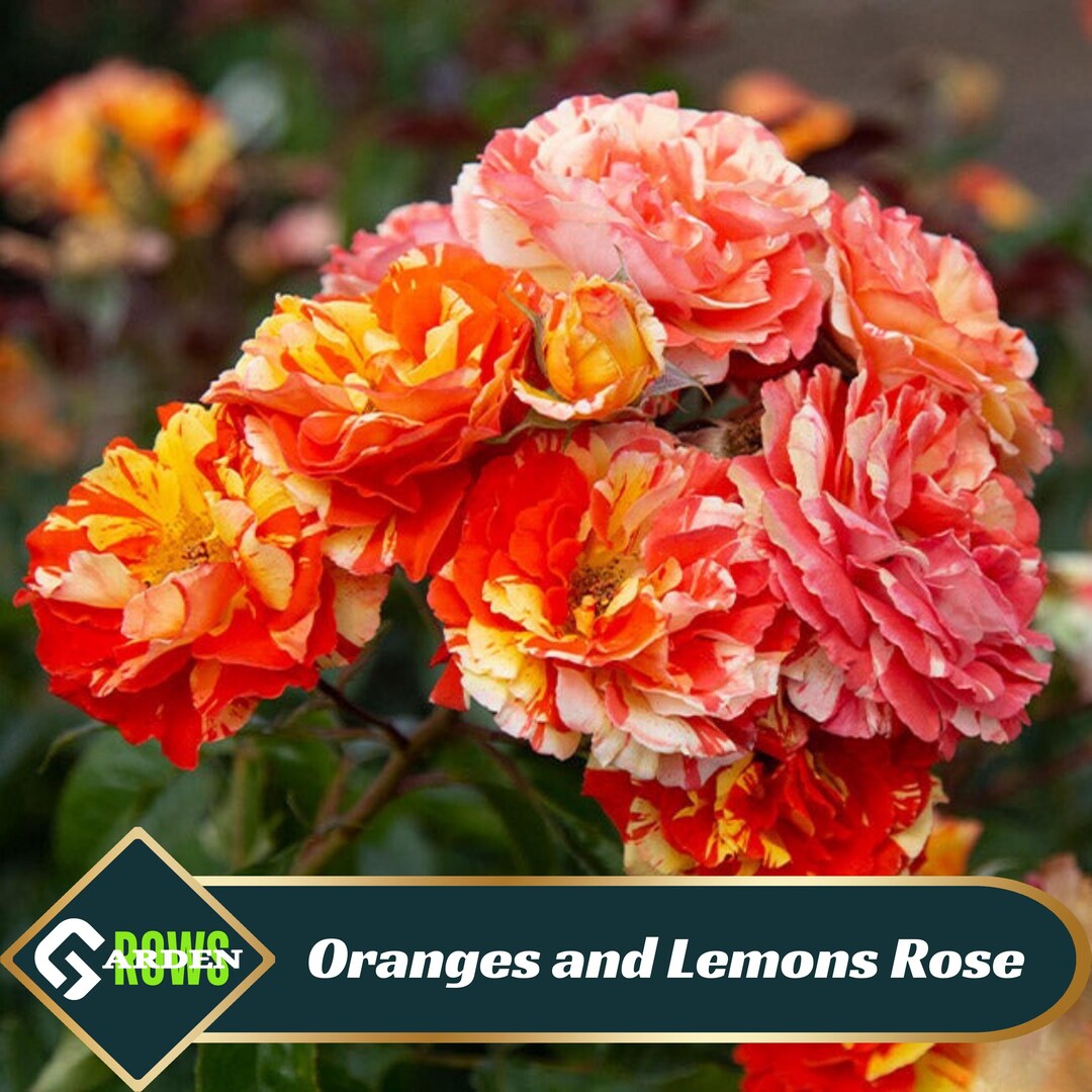 Oranges and Lemons Rose - Perennial - Cross-pollinating - Cold ...