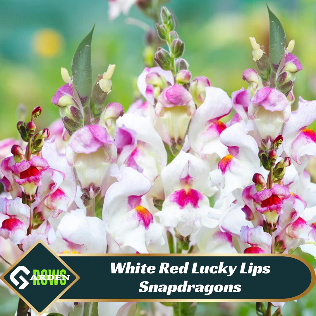 White Red Lucky Lips Snapdragons Seeds - Cold Resistant - Attracts ...