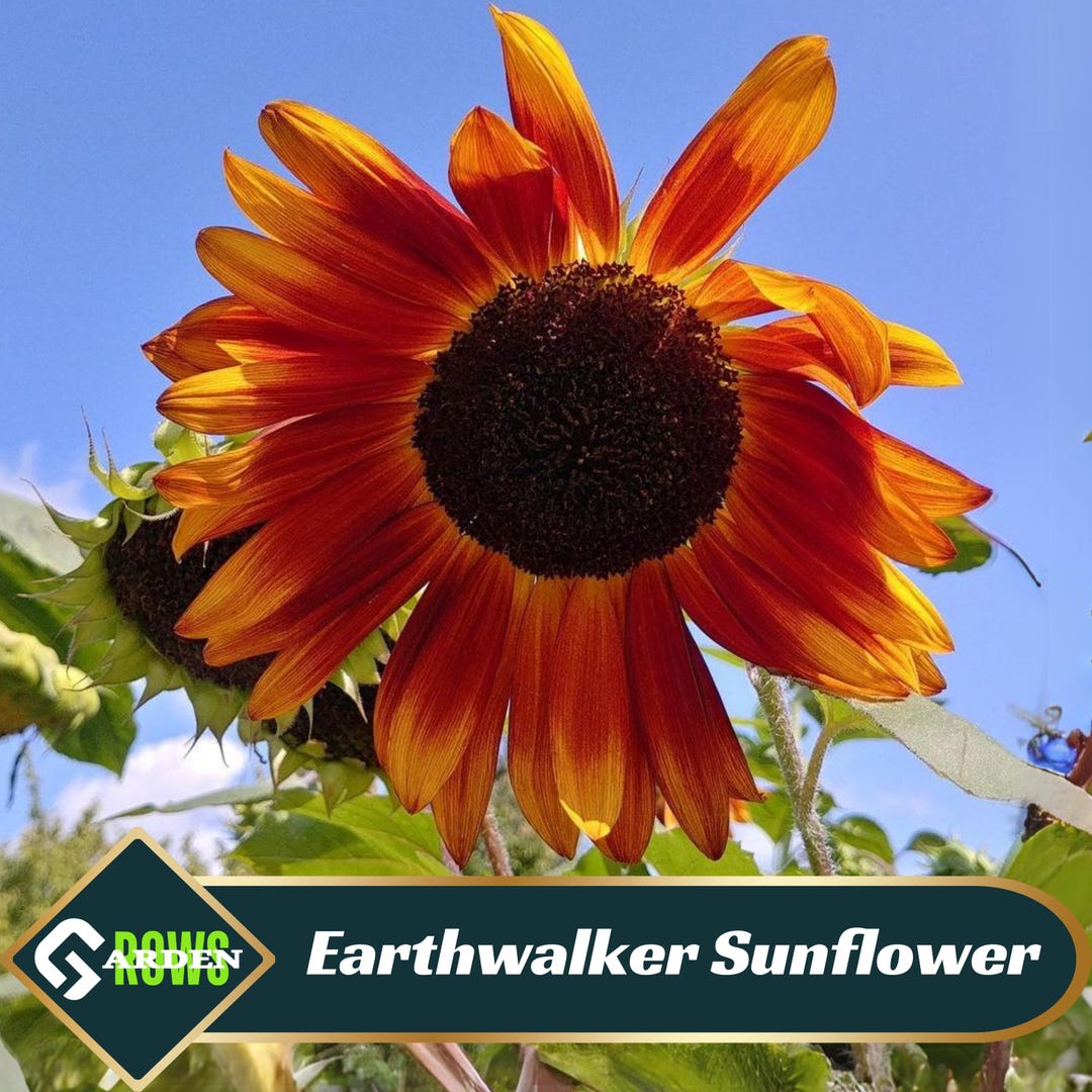 Earthwalker Sunflower Seeds - Bi-colored Petals - Attracts Pollinators ...