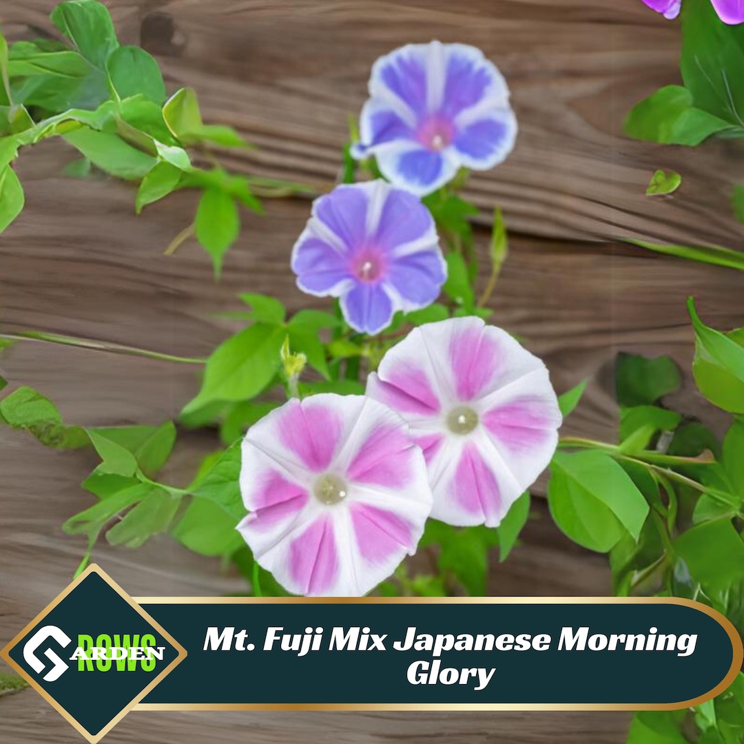 Mt. Fuji Mix Japanese Morning Glory Seeds- Perennial -open-pollinating ...