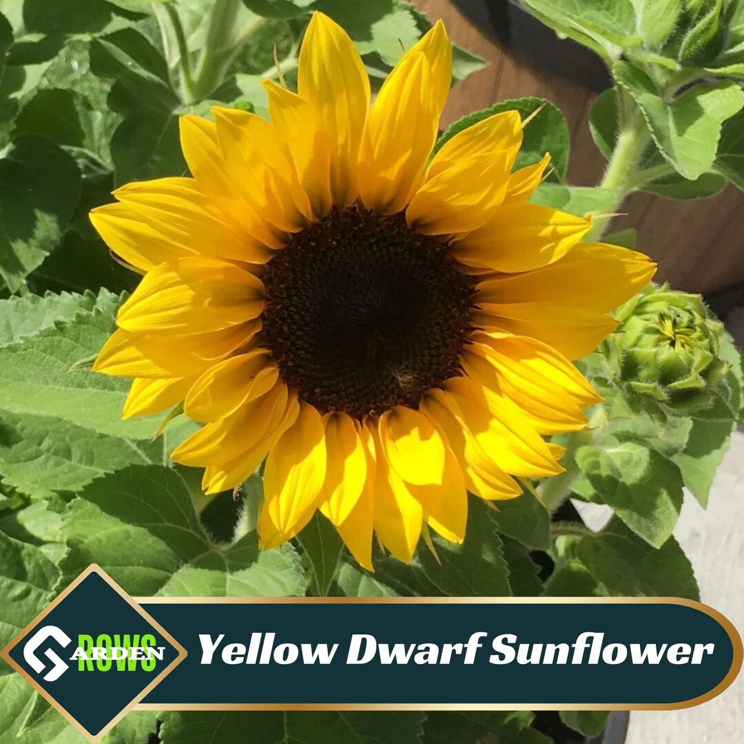 Yellow Dwarf Sunflower Seeds - Bi-colored Petals - Attracts Pollinators ...