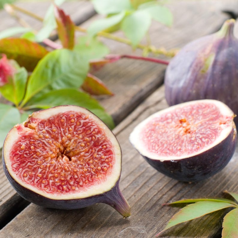 Black Mission Fig (ficus Carica) Seeds - Edible - Deciduous - Self ...