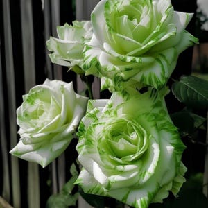 Green and White Striped Rose - Perennial - Cross-pollinating - Cold ...