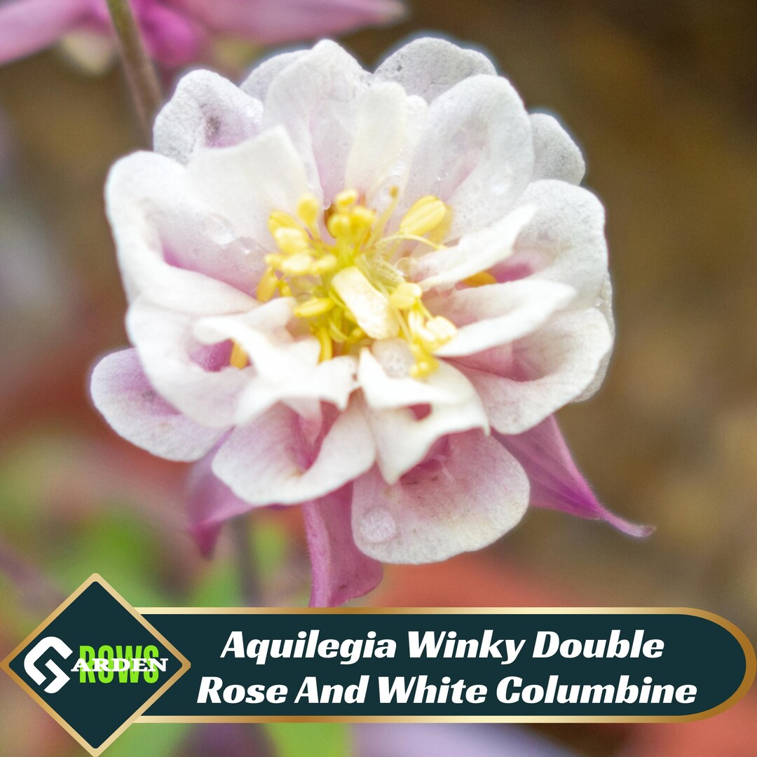 Aquilegia Winky Double Rose White Columbine Seeds - Deciduous - Potted ...