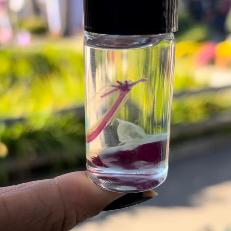 Diaphonization - Etsy