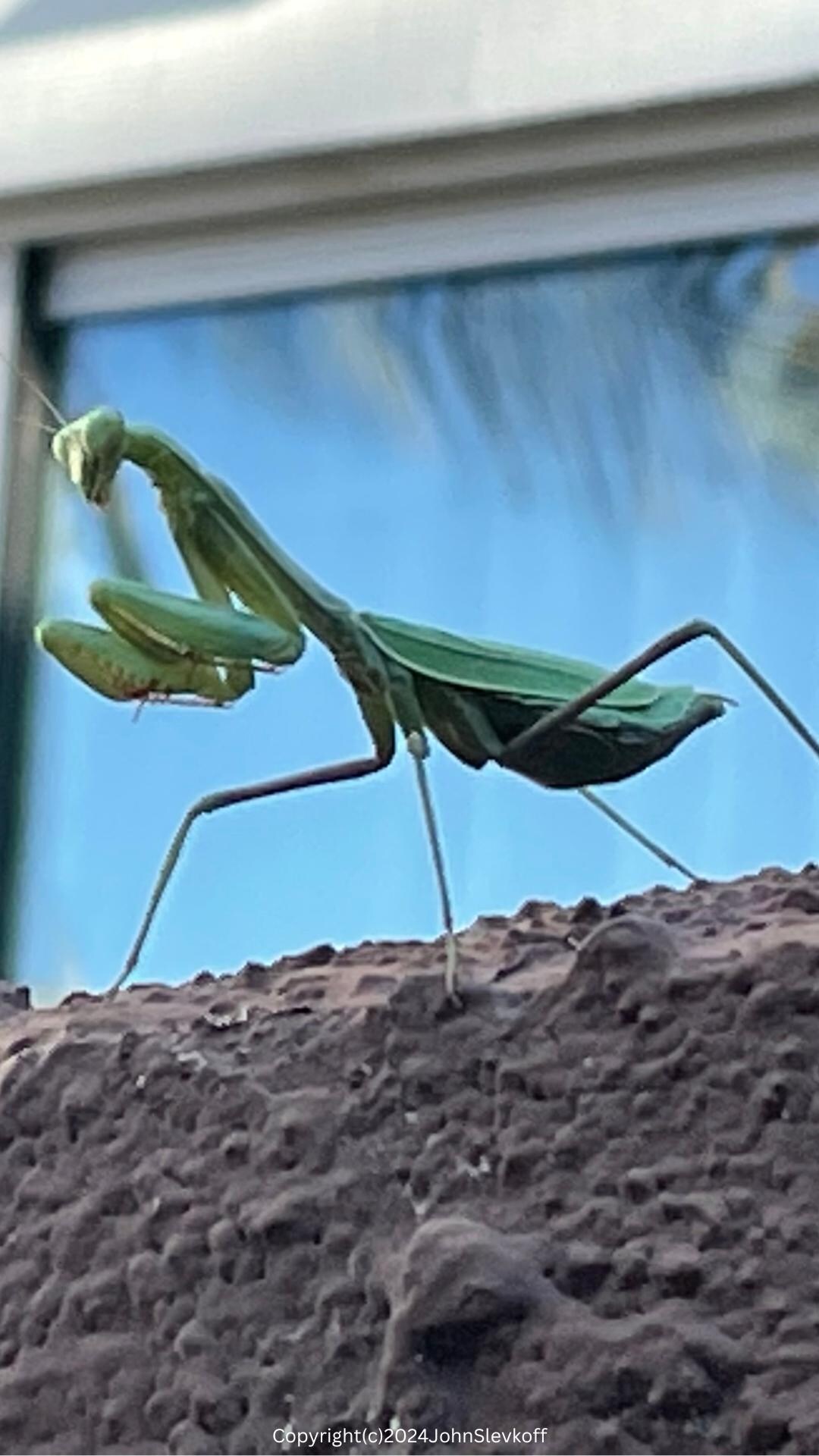 Praying Mantis - Etsy