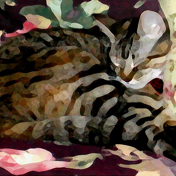 Brown Tabby Cat - Etsy