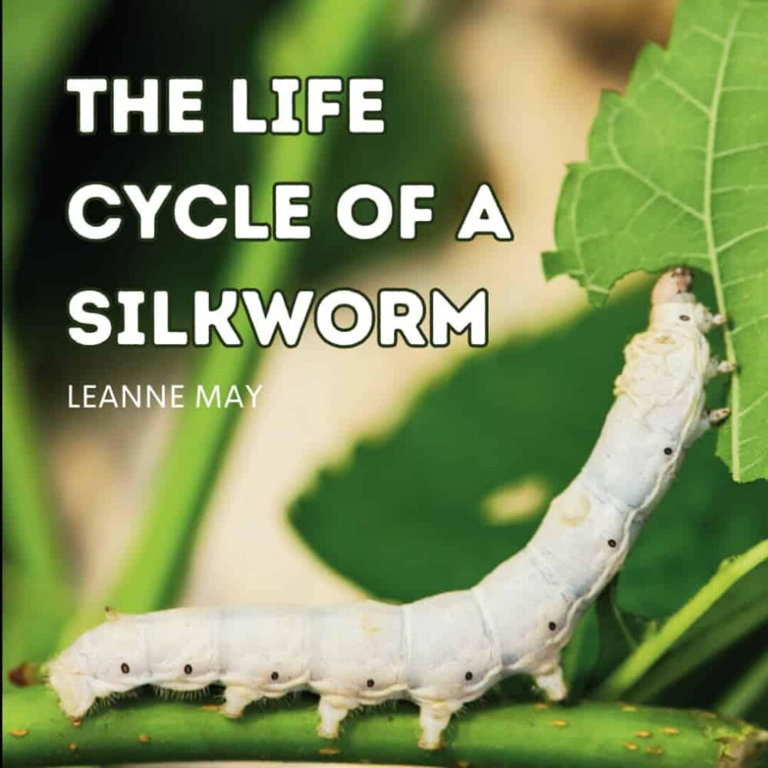 The Life Cycle of A Silkworm - Etsy