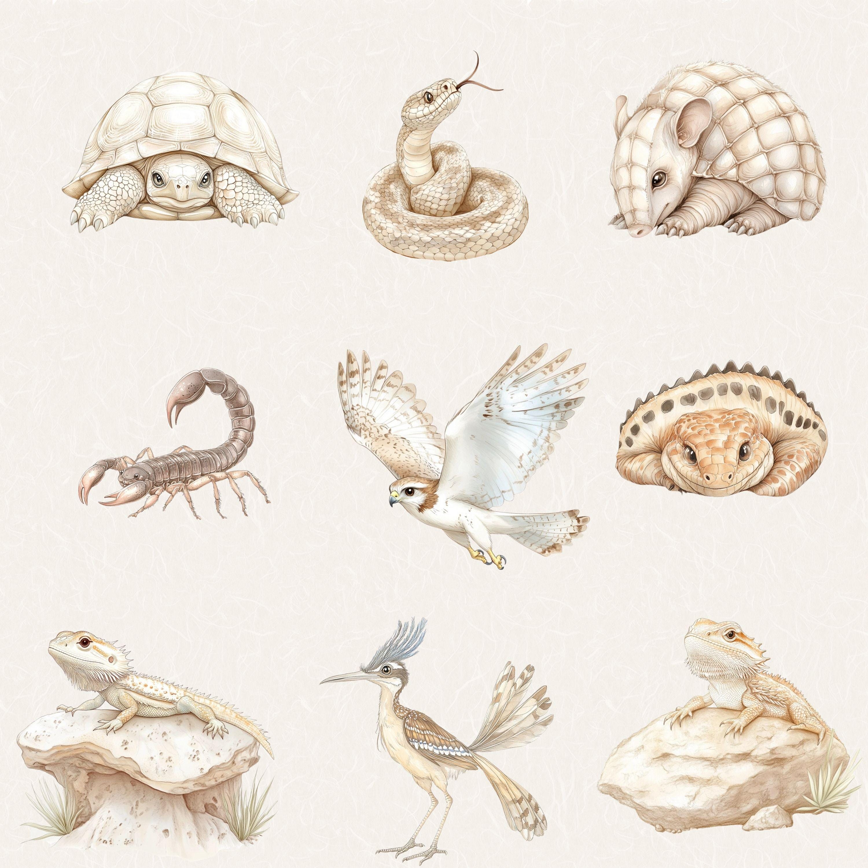 Desert Animals Watercolor Clipart, Explorers Clipart, Desert Animals ...