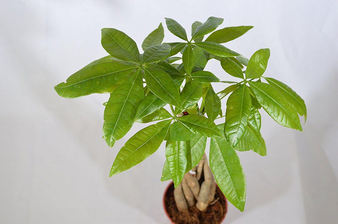 9greenbox Rare Mini Pachira Five Braided Tree Bring Luck Pachira ...