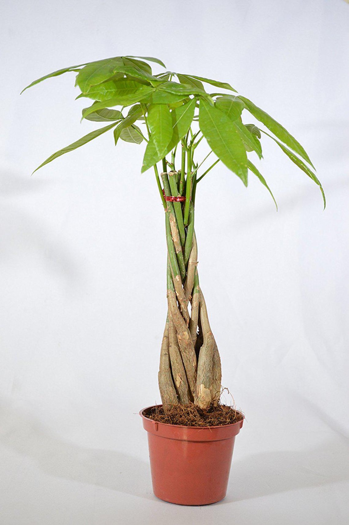 9greenbox Rare Mini Pachira Five Braided Tree Bring Luck Pachira ...