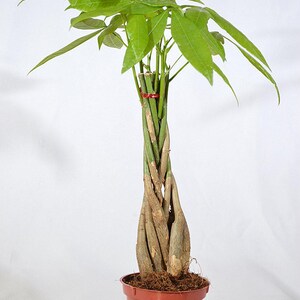 9greenbox Rare Mini Pachira Five Braided Tree Bring Luck Pachira ...