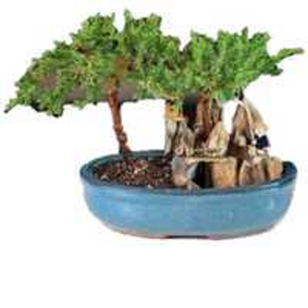 9greenbox Juniper Bonsai Tree With Fisherman Figure - Etsy