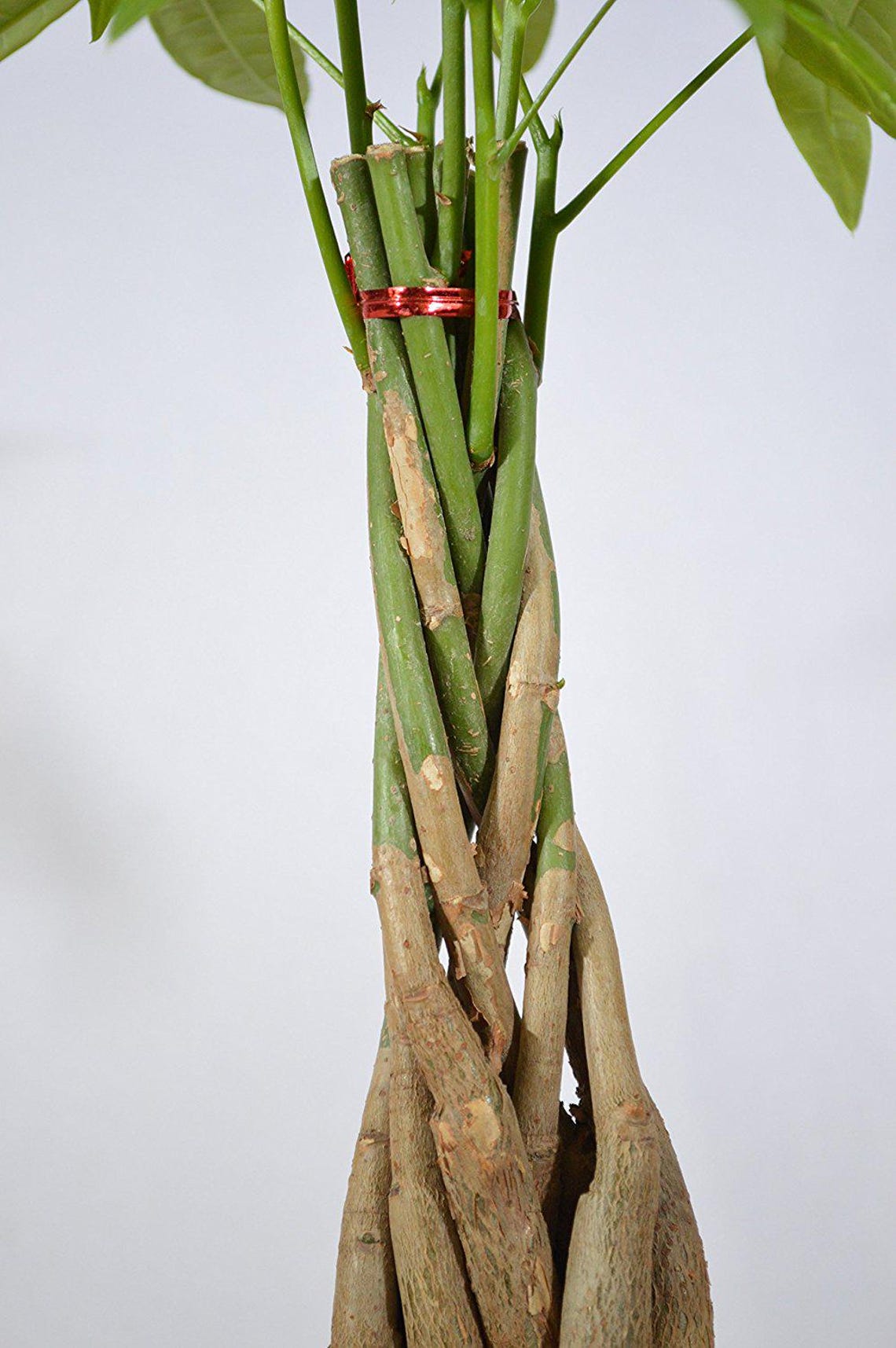9greenbox Rare Mini Pachira Five Braided Tree Bring Luck Pachira ...