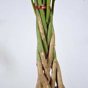 9greenbox Rare Mini Pachira Five Braided Tree Bring Luck Pachira ...