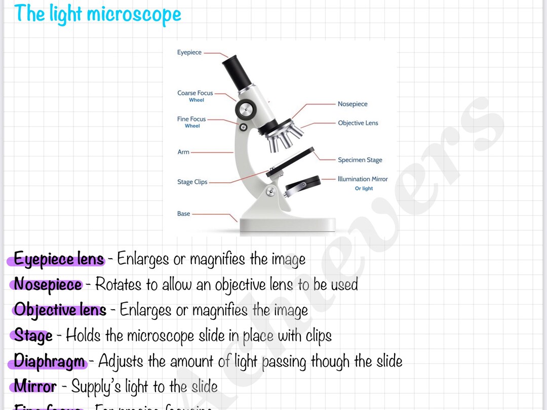 Leaving Cert Biology Notes: Cell Structure + Cell Diversity (10-page ...