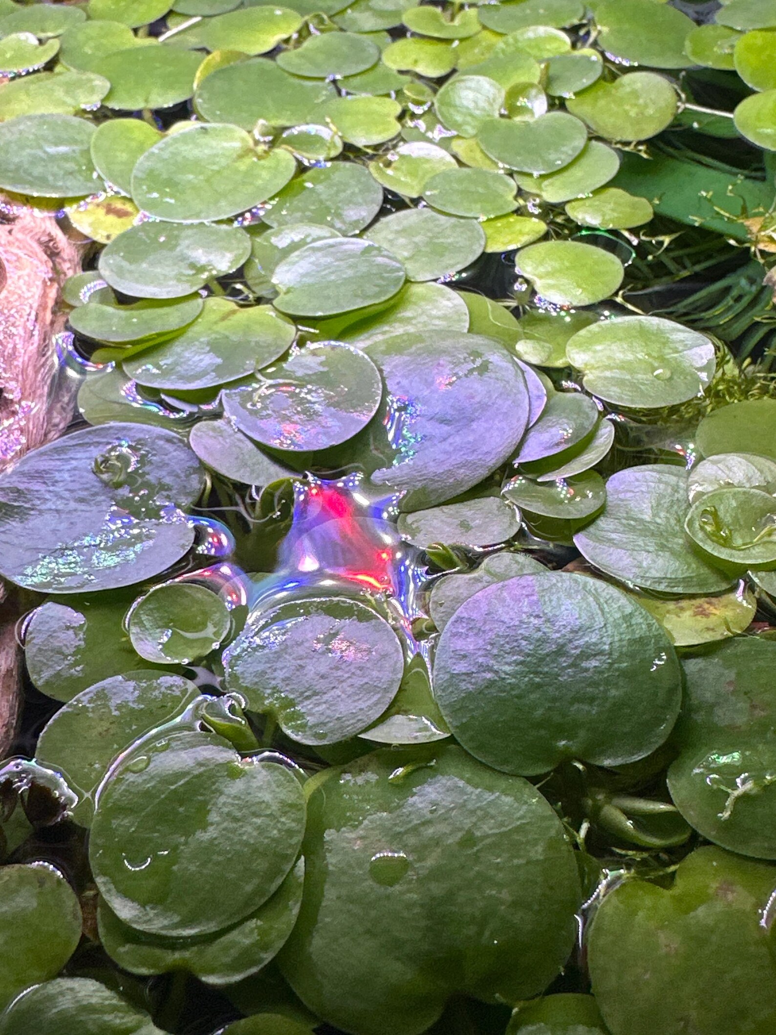 Frogbit Floater Aquatic Plant - Etsy
