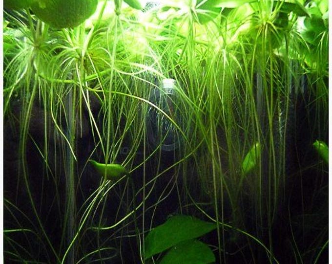 Frogbit Floater Aquatic Plant - Etsy