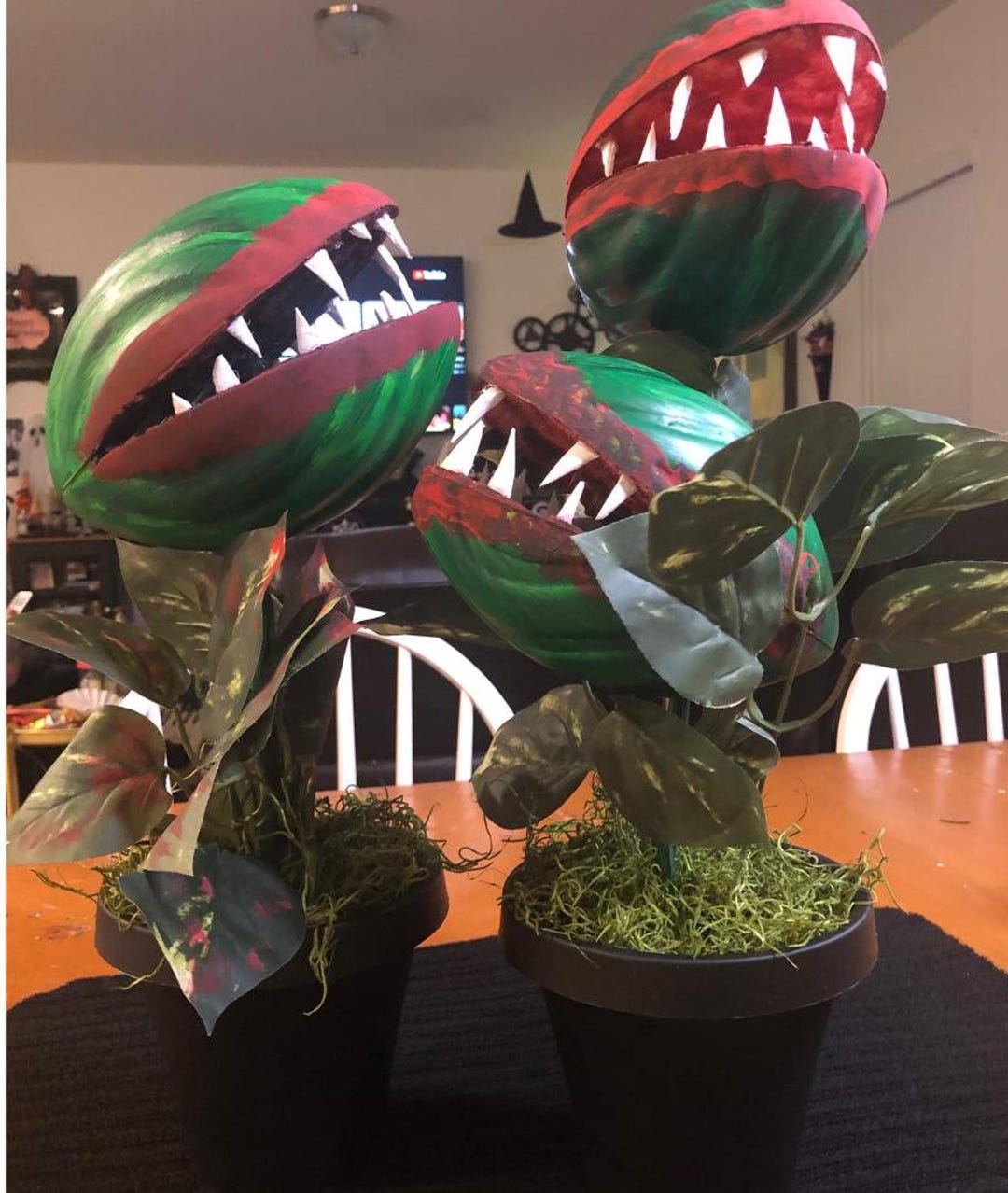 Single & Double Headed "little" Venus Fly Traps - Etsy